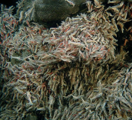 Deep Sea Shrimp – Cool Facts About The Ocean That No One Asked For